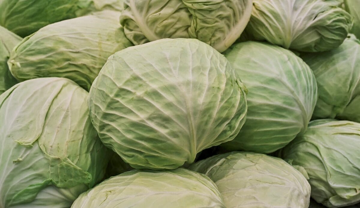 National Cabbage Day - Every National Day